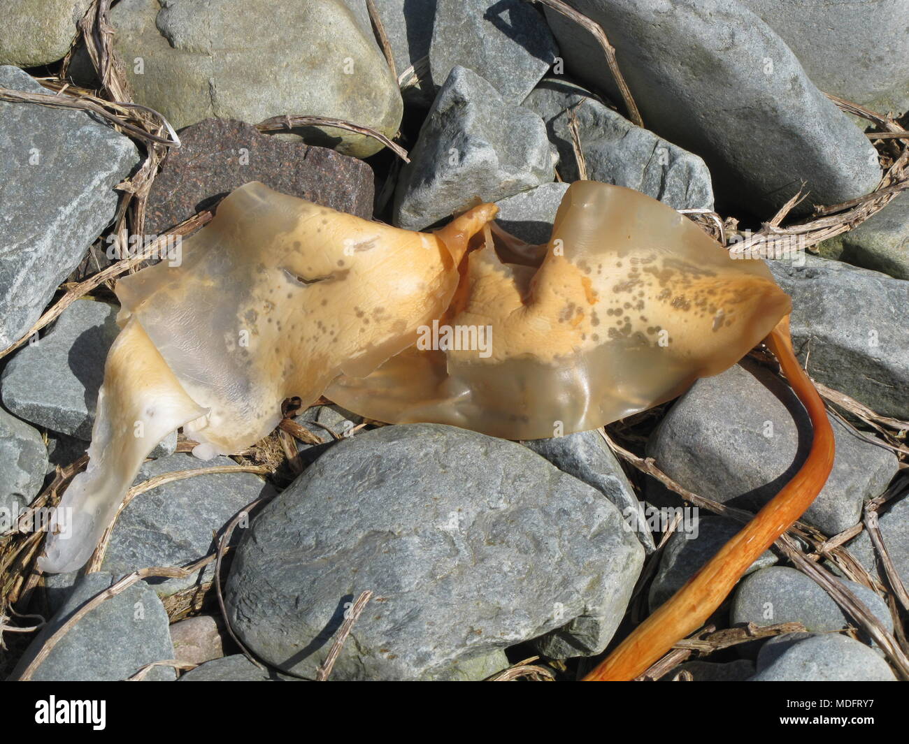 Kelp washed up on shore at Long Beach, Lower East Chezzetcook, Nova ...