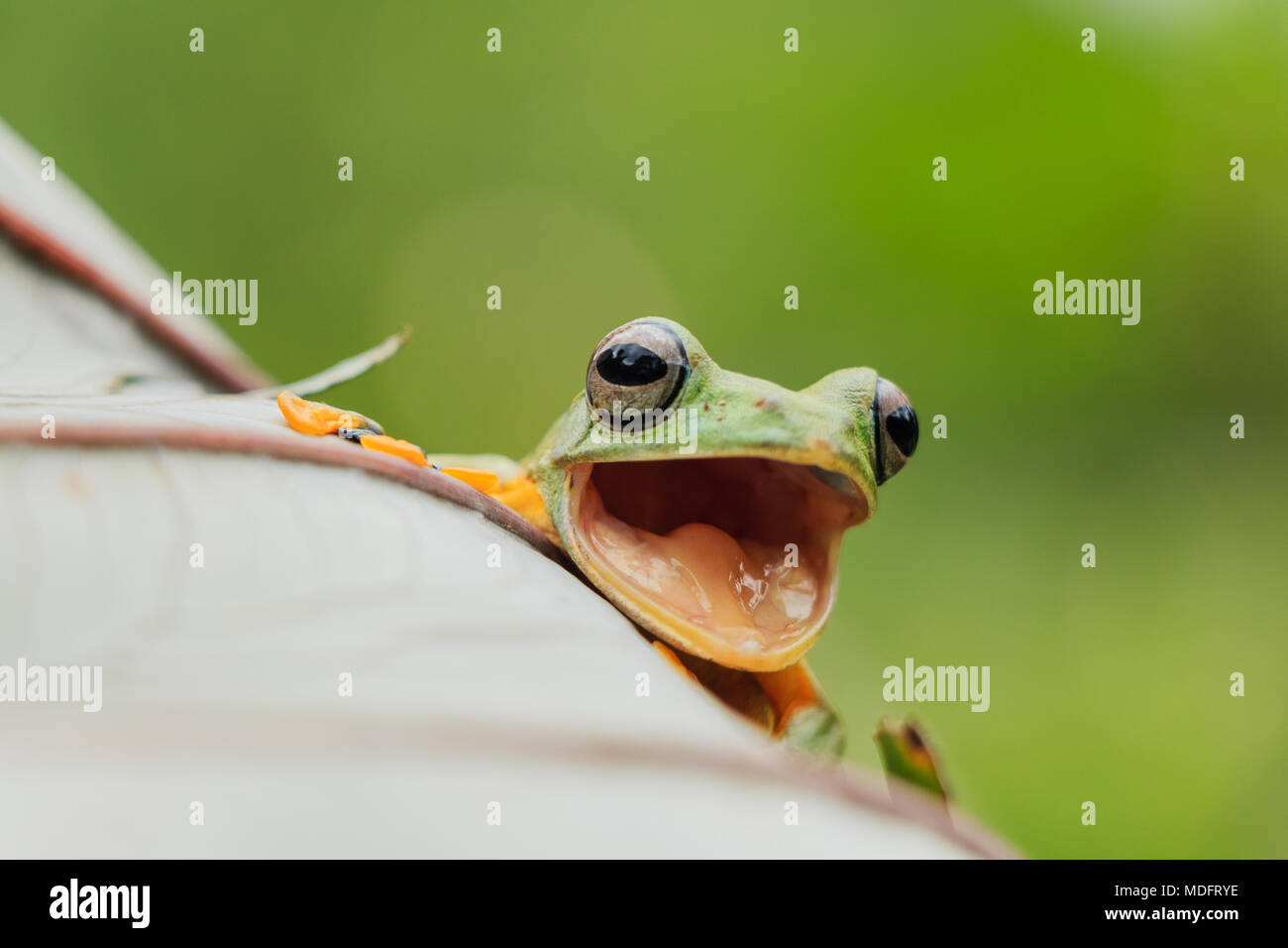 Laughing Frog Stock Photos & Laughing Frog Stock Images - Alamy