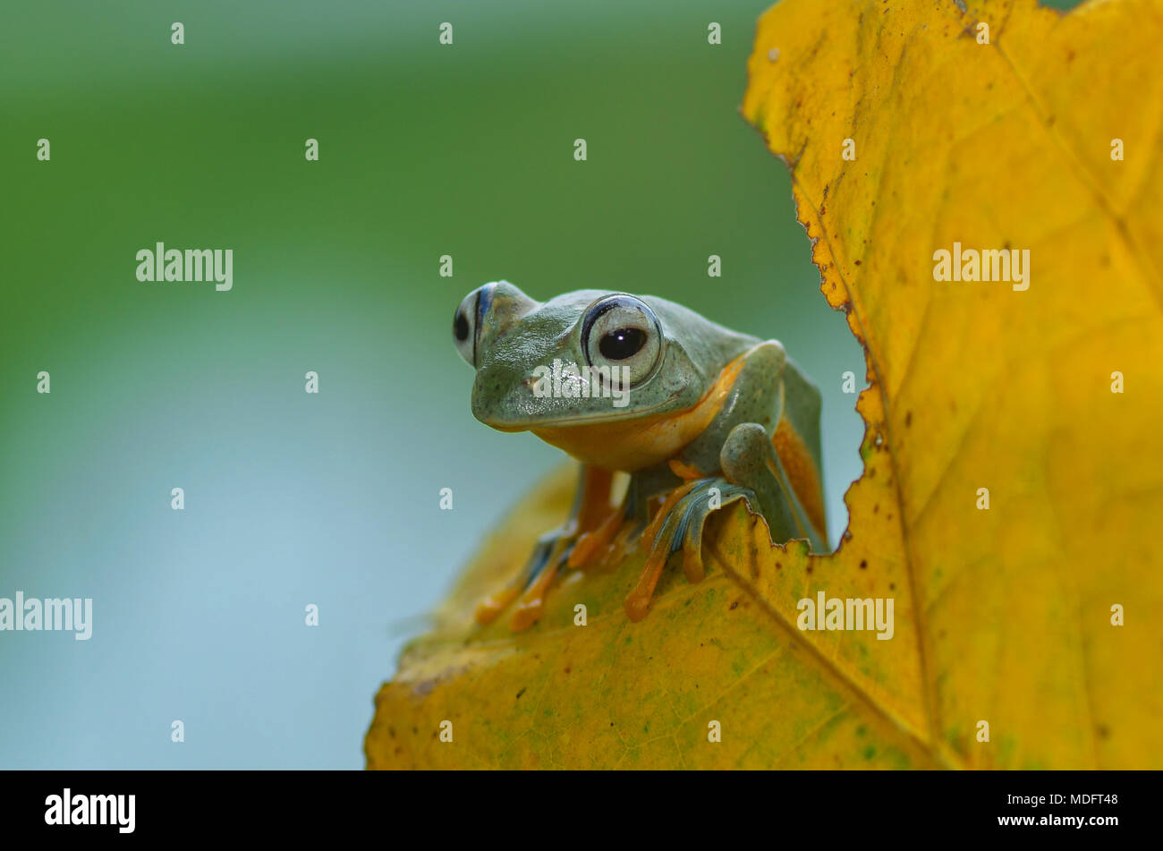 Tree frog sitting on a leaf, Lombok, West Nusa Tenggara, Indonesia ...