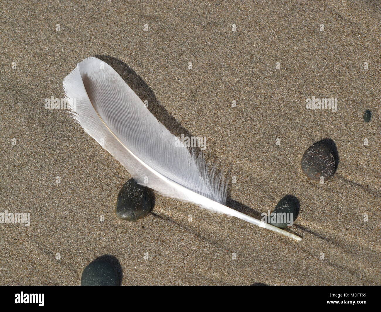Feather on sand at Long Beach, Lower East Chezzetcook, Nova Scotia ...
