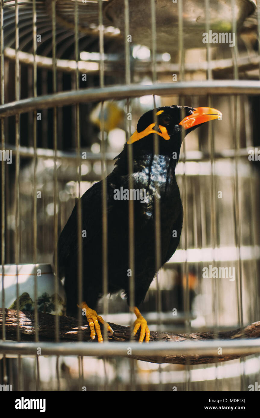 China bird cage hi-res stock photography and images - Alamy