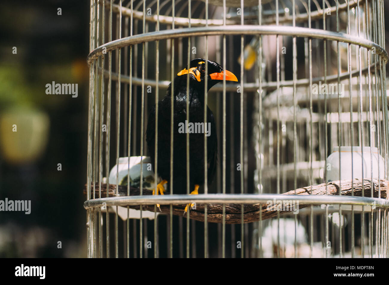 Caged animal hi-res stock photography and images - Alamy