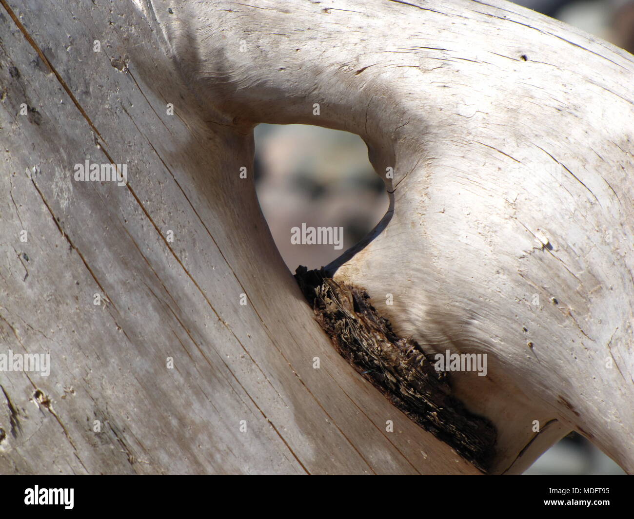 Hole in driftwood at Grand Desert Beach, Nova Scotia, Canada Stock ...