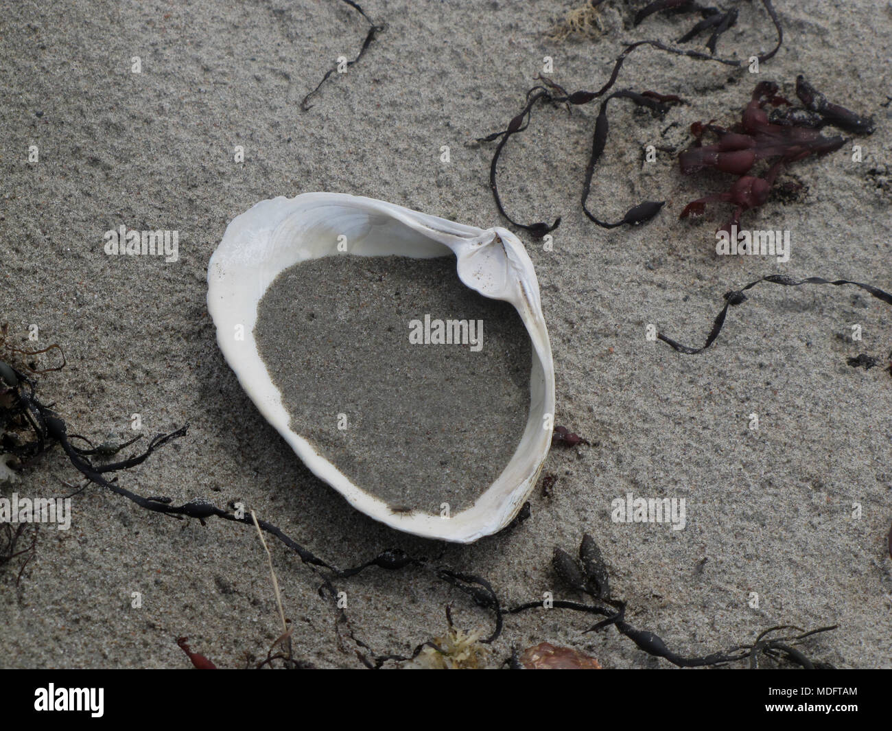Sand filled clam shell at Clam Harbour Beach, Nova Scotia, Canada Stock ...