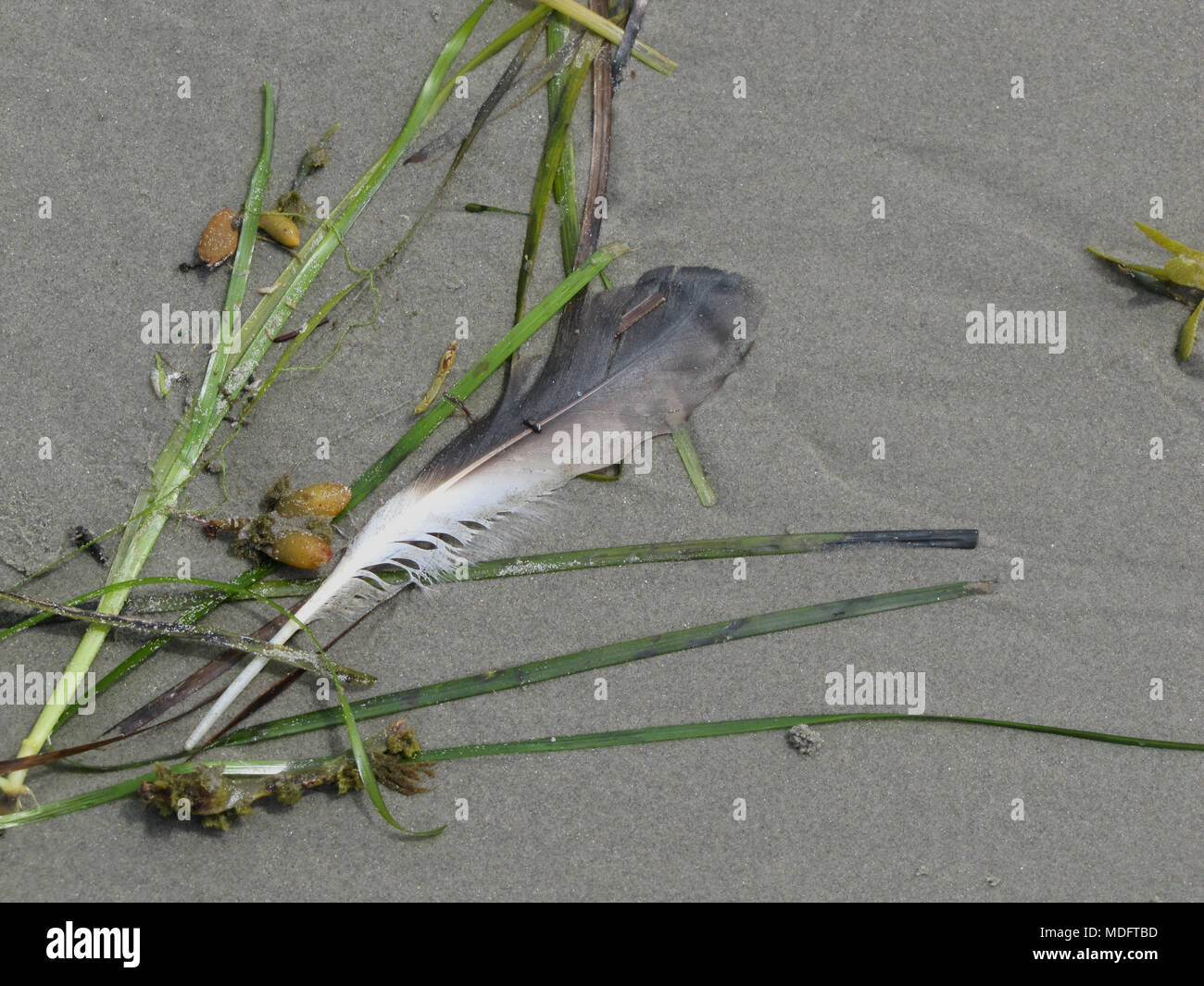 Clam harbour hi-res stock photography and images - Alamy