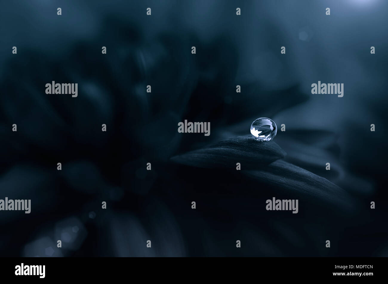 Dew drop on a flower petal, Jombang, East Java, Indonesia Stock Photo ...