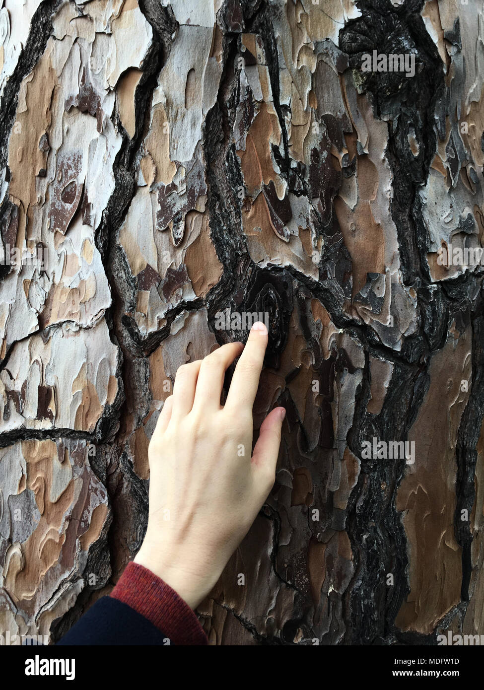 Woman's hand touching the bark of a tree Stock Photo - Alamy