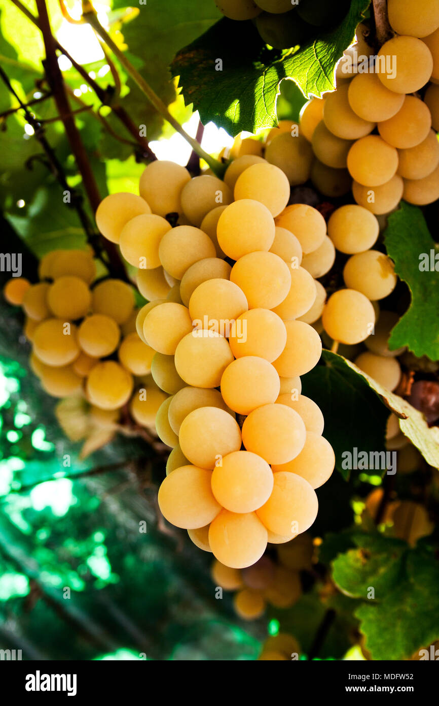 Bunch of grapes on the vine before harvest Stock Photo - Alamy