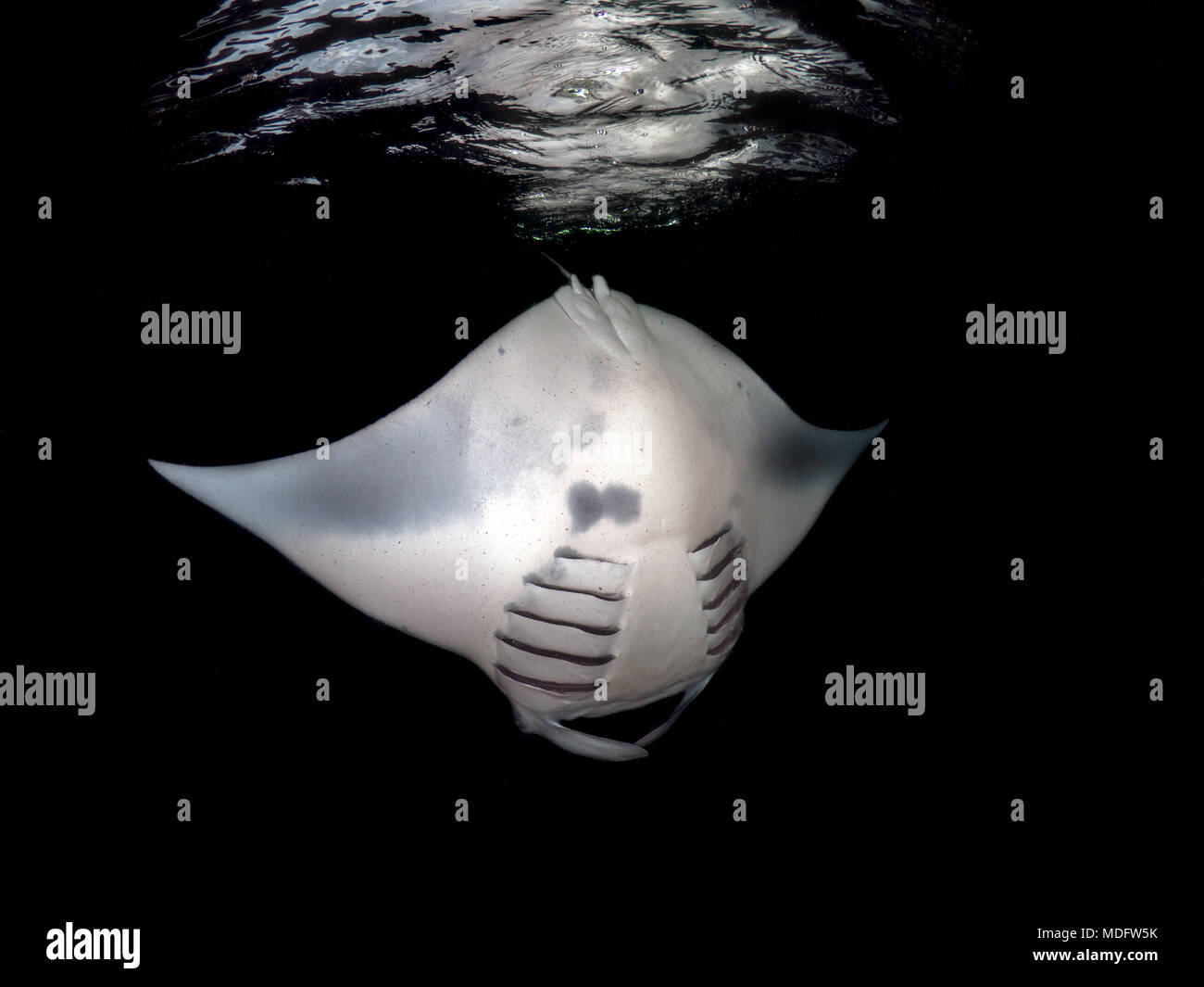 One ray hi-res stock photography and images - Alamy