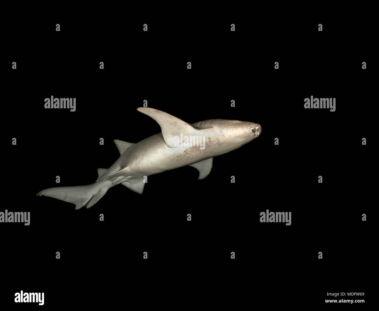 Nurse shark swimming hi-res stock photography and images - Alamy