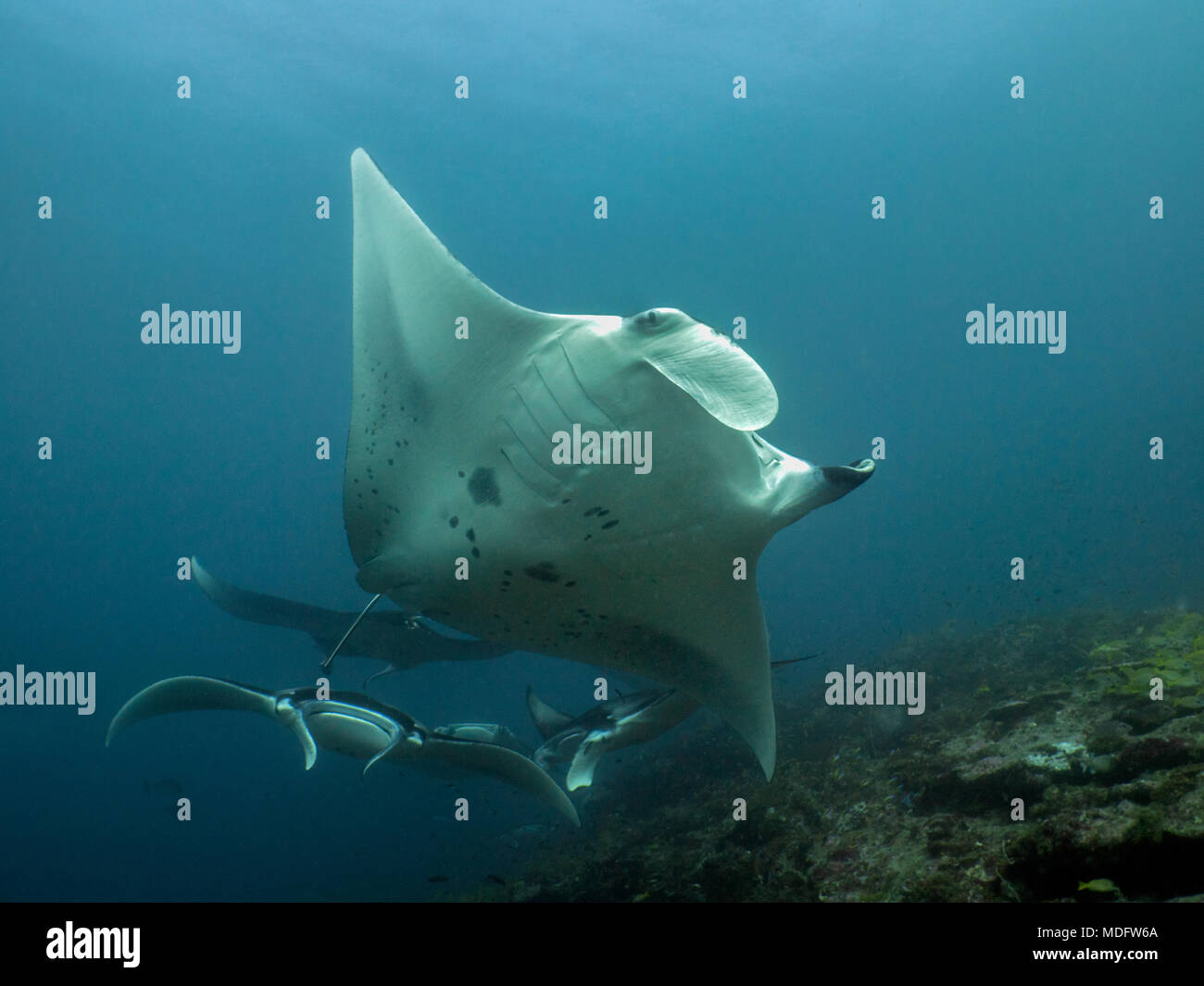 School of manta rays hi-res stock photography and images - Alamy