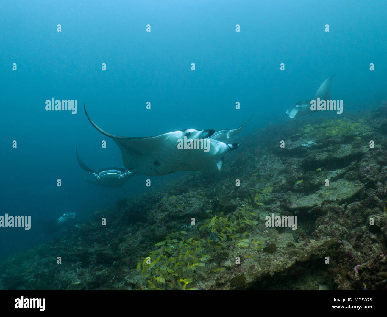 Manta rays at a reef cleaning station, Maldives Stock Photo - Alamy
