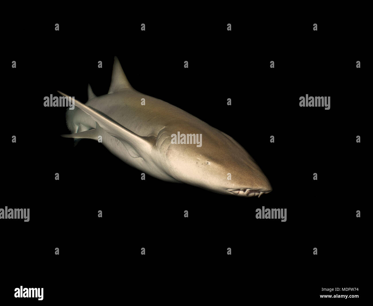 Nurse shark swimming underwater at night, Maldives Stock Photo - Alamy
