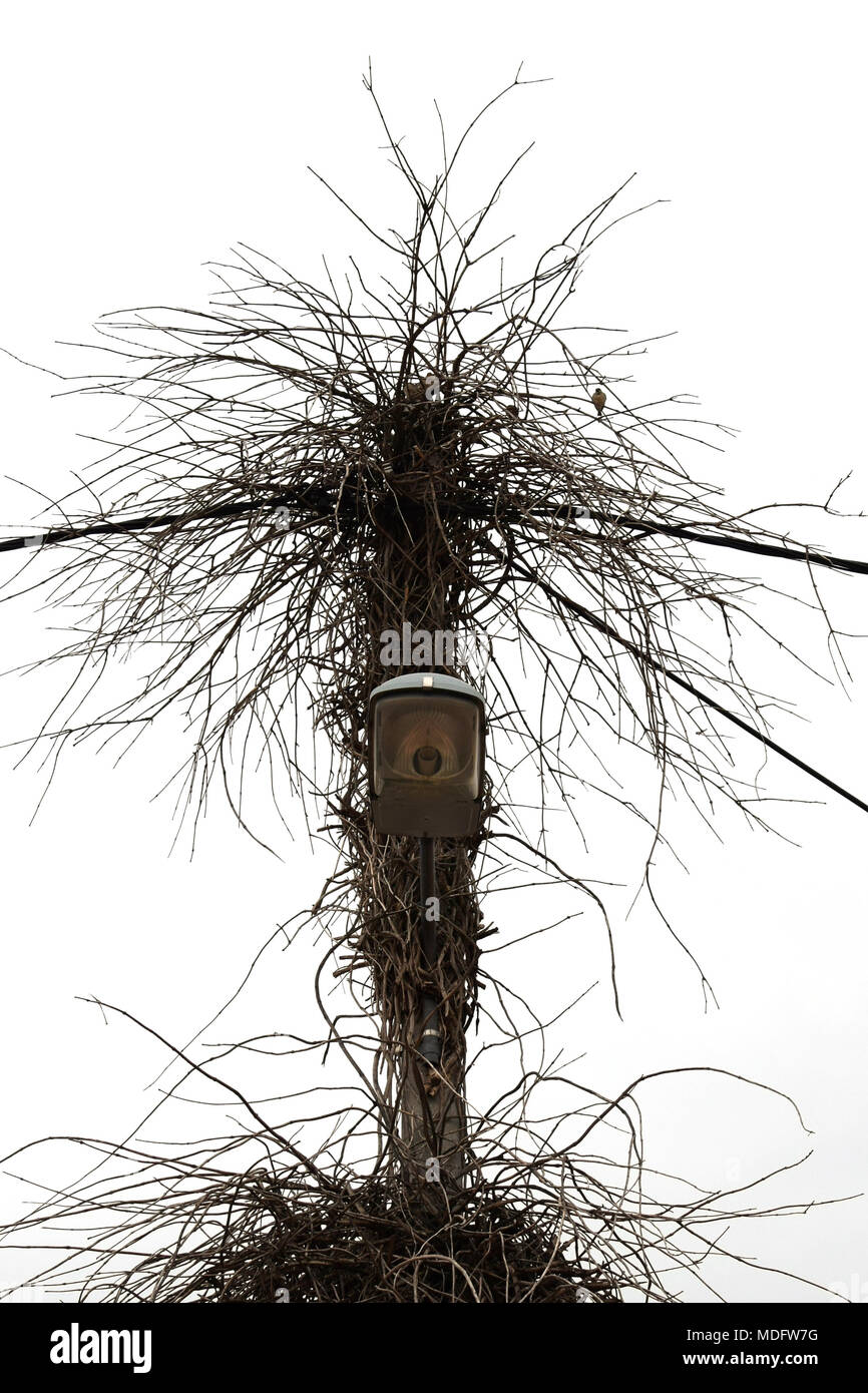 Overgrown lamppost hi-res stock photography and images - Alamy