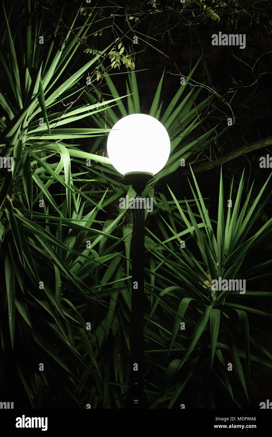 Street light and illuminated yucca plant leaves at night Stock Photo ...