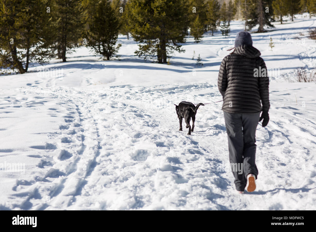 Woman walking her dog in snow, Colorado, United States Stock Photo - Alamy