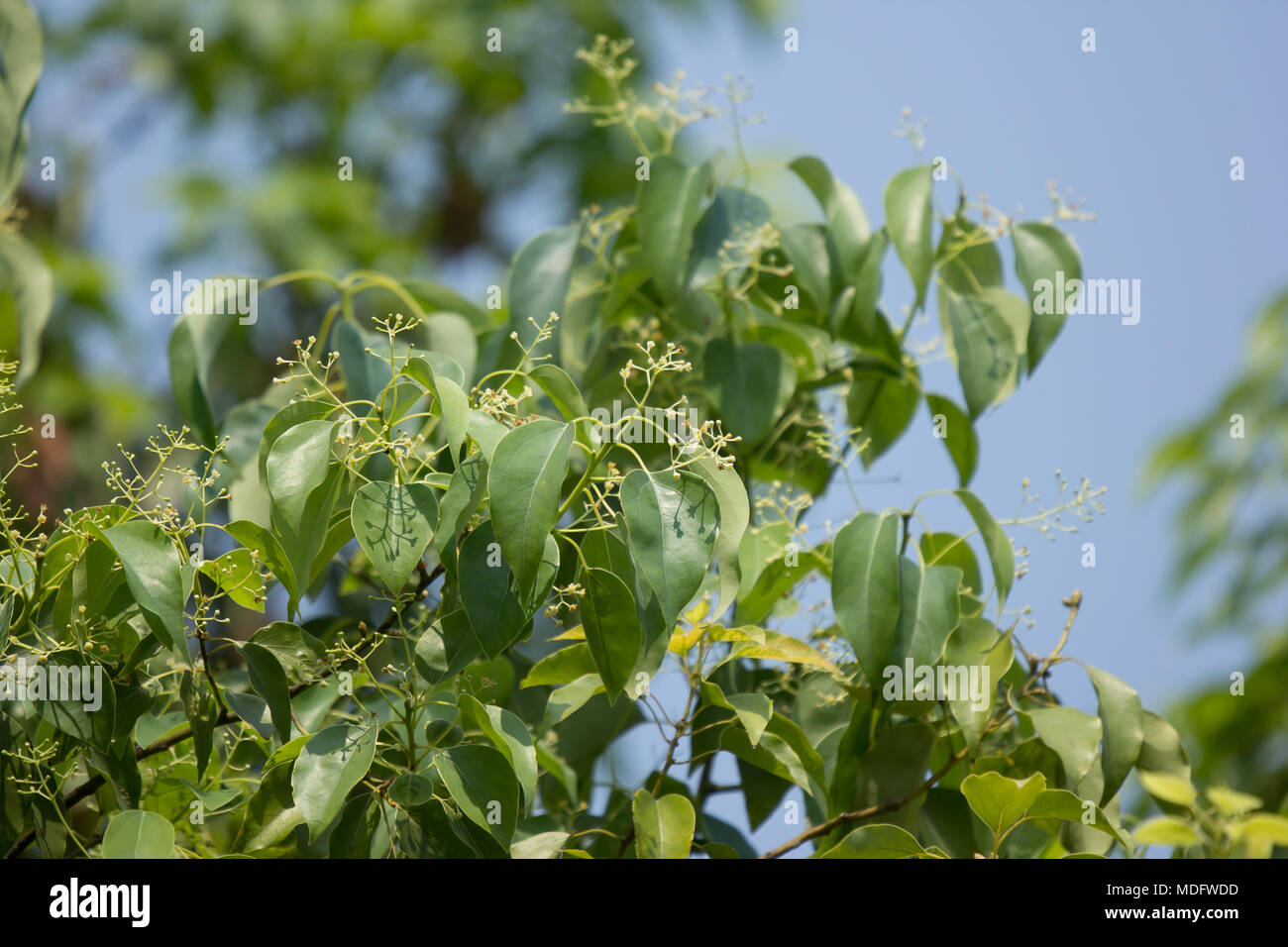 Close up Small flower of Cinnamomum camphora tree Stock Photo - Alamy