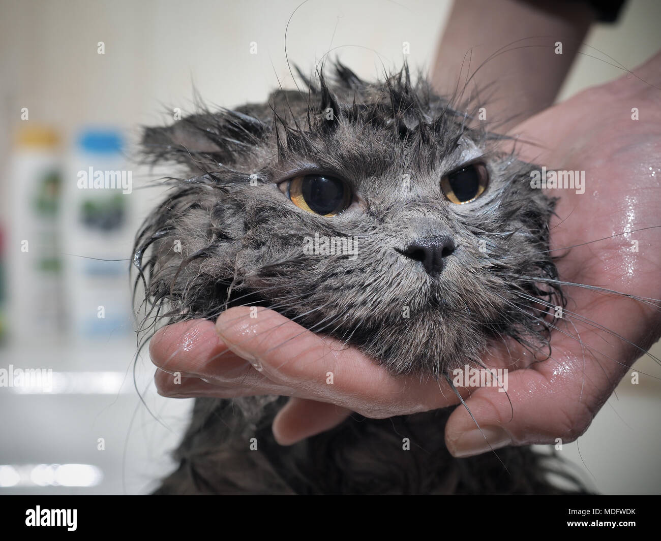 Human hands are washed cat. Funny wet muzzle of the animal Stock Photo ...