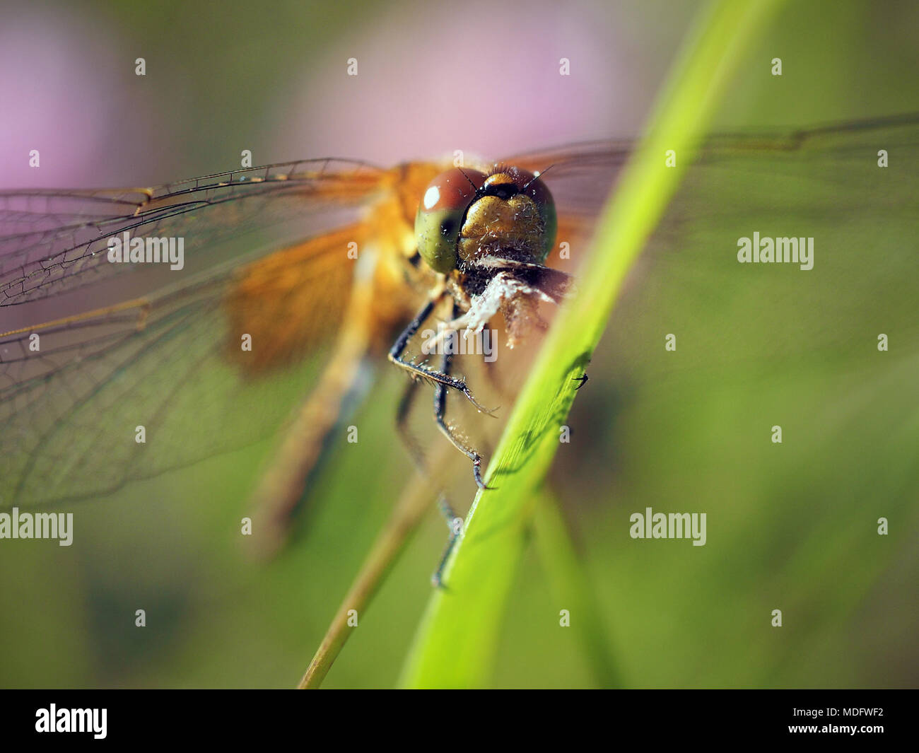 Beautiful dragonfly eats the prey. Wildlife. Portrait of an insect ...