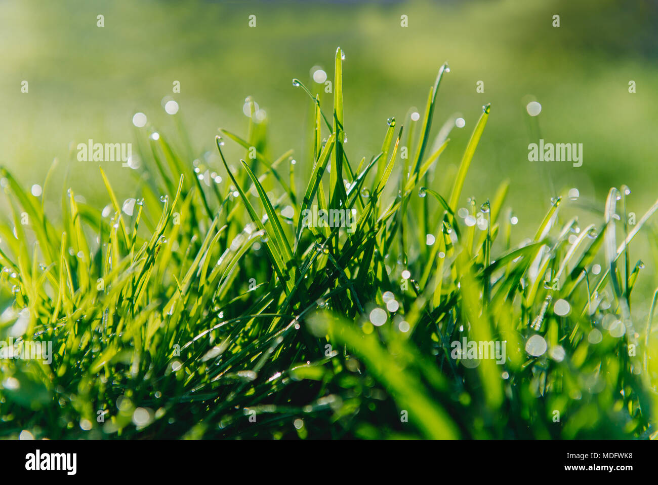 Drops on a blade of grass hi-res stock photography and images - Alamy