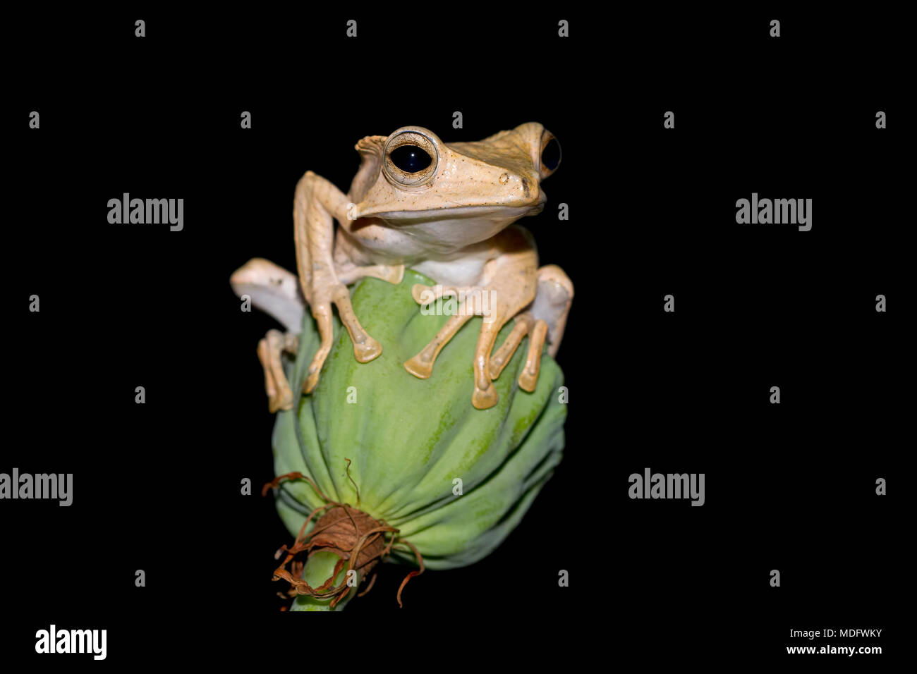 Eared tree frog on a flower bud Stock Photo - Alamy