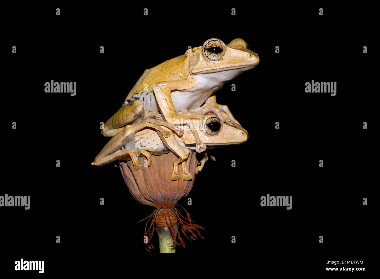 Frogs in flower hi-res stock photography and images - Alamy