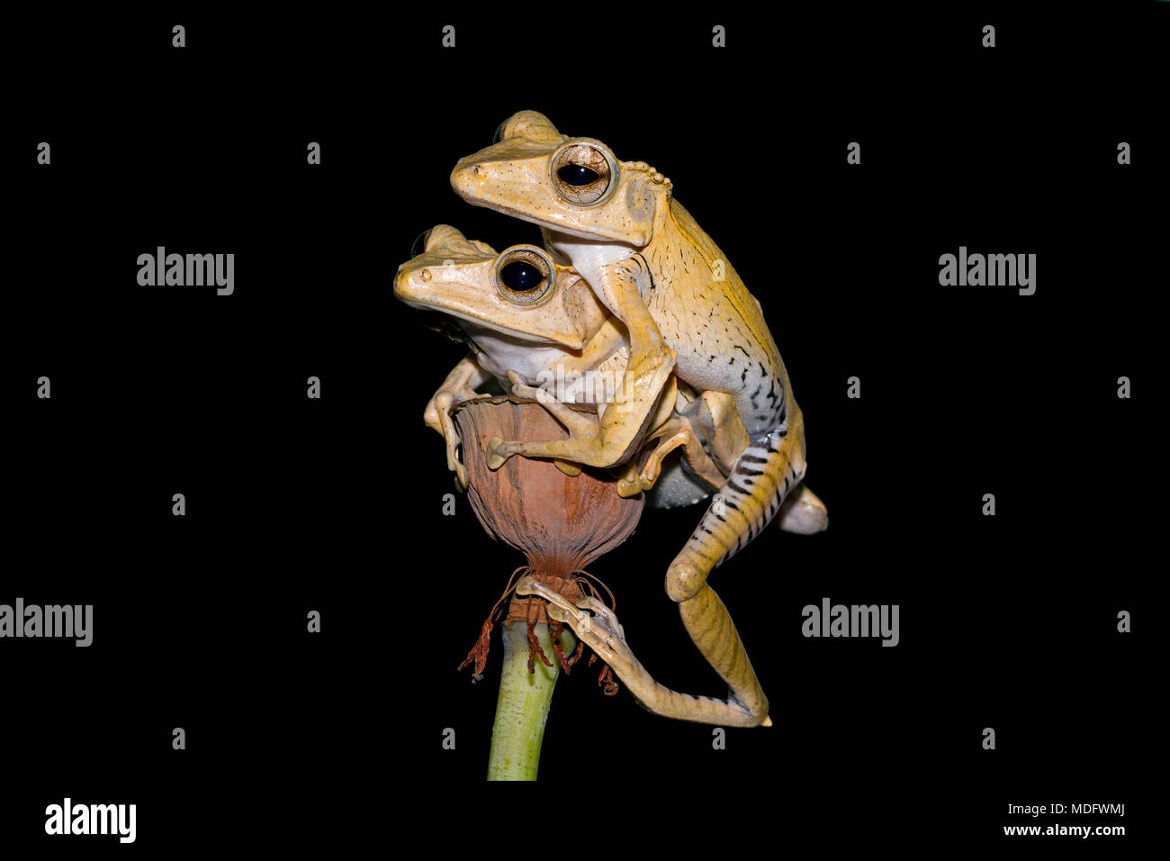 Frogs in flower hi-res stock photography and images - Alamy