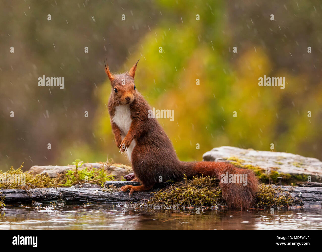 Animal wet in rain hi-res stock photography and images - Alamy