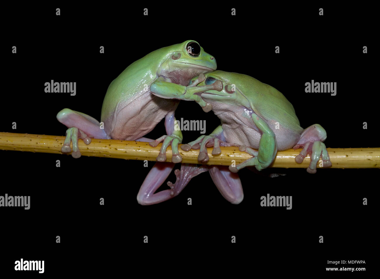 Two dumpy frogs on a branch Stock Photo - Alamy
