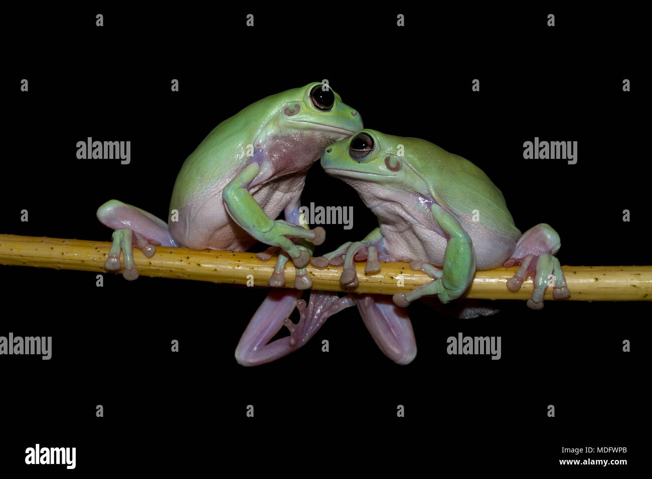 Two dumpy frogs on a branch Stock Photo - Alamy