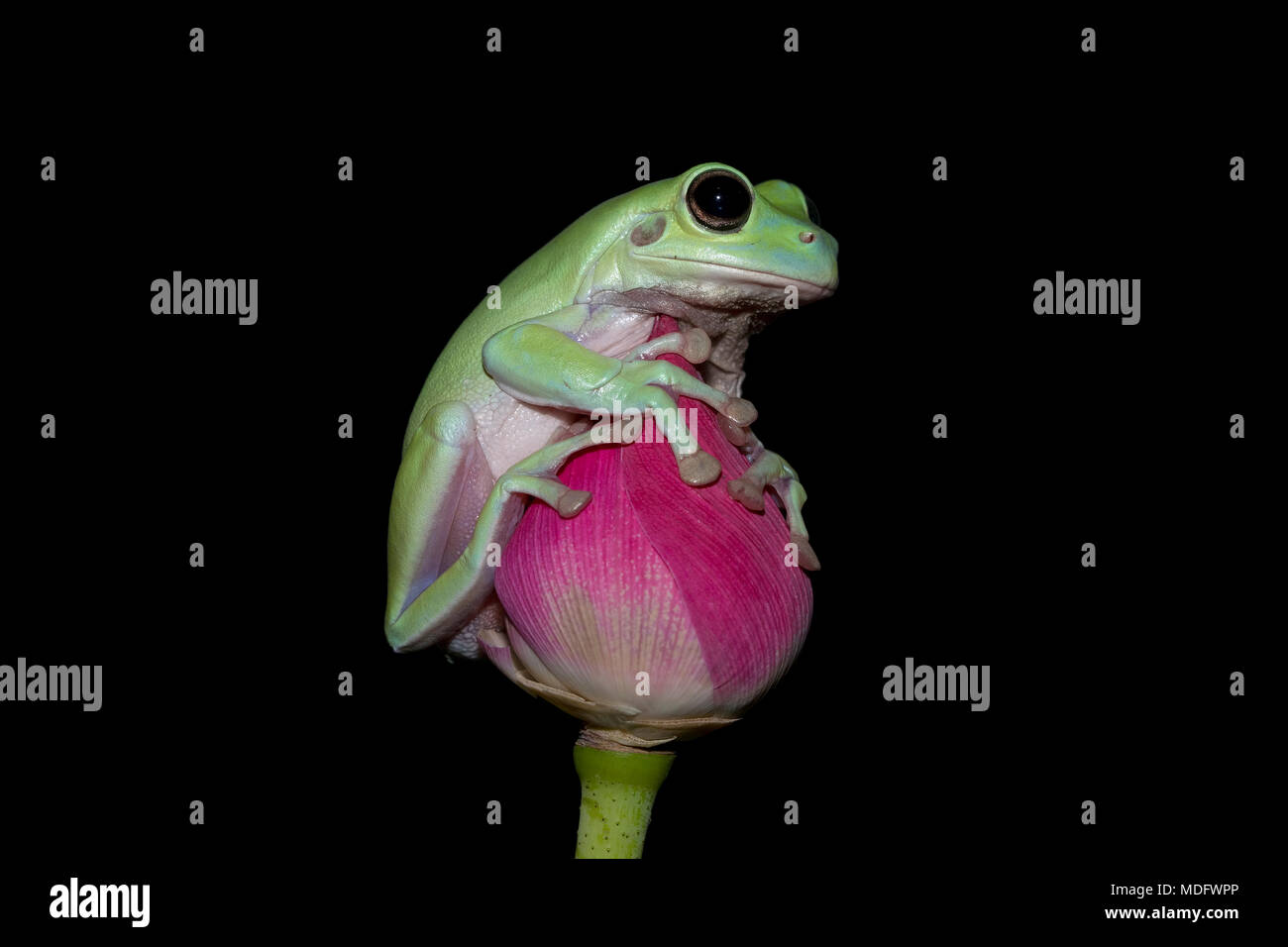 Two funny animal animals hi-res stock photography and images - Alamy