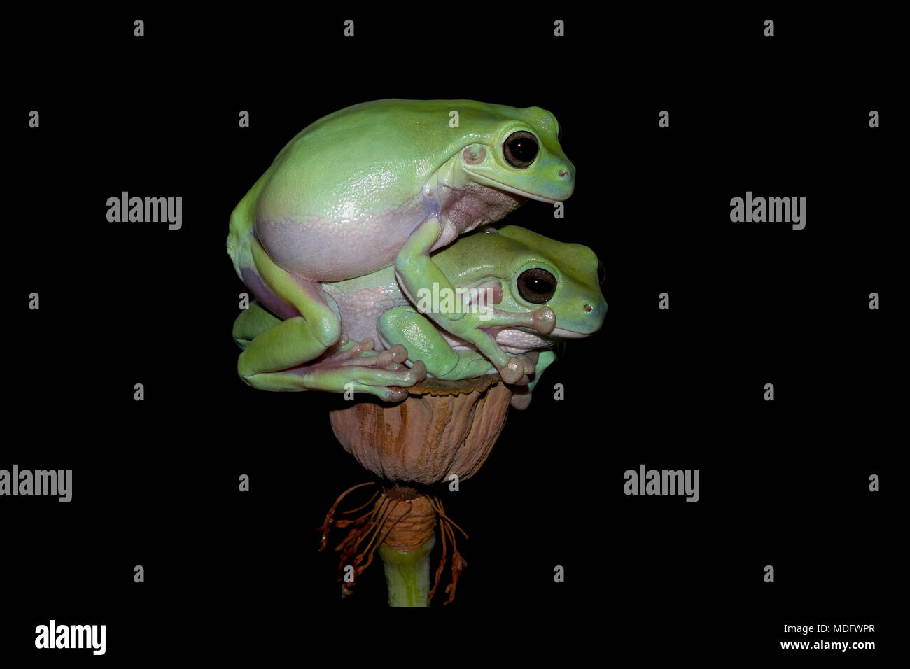 Two dumpy frogs on a branch Stock Photo - Alamy