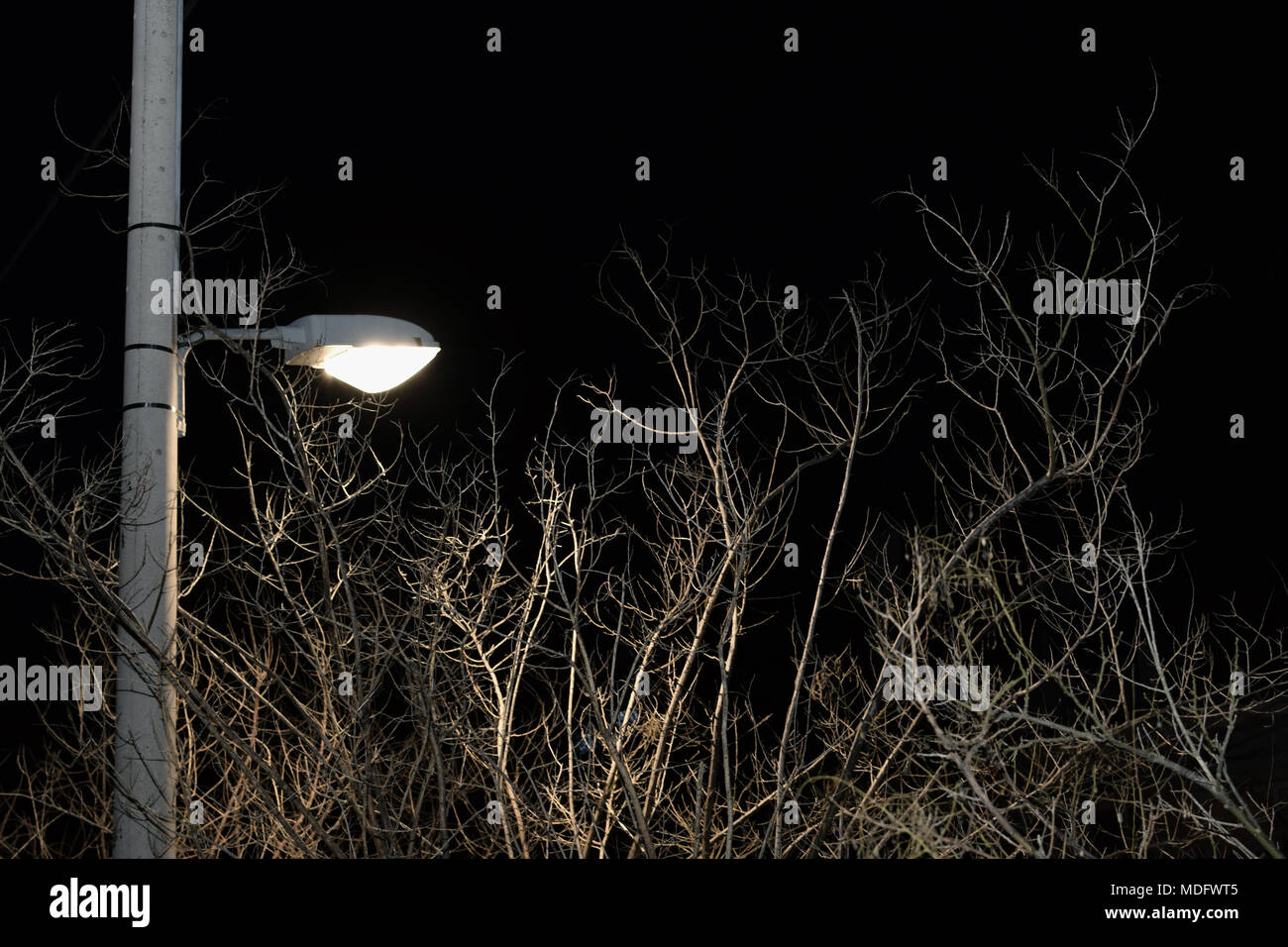 Leafless tree branches illuminated by street light at night Stock Photo ...