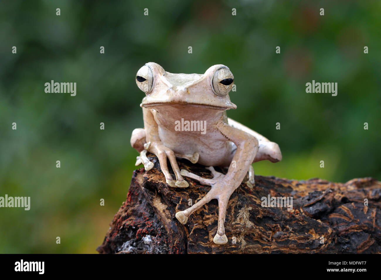 Eared tree frog (polypedates otilophus) on a tree Stock Photo - Alamy