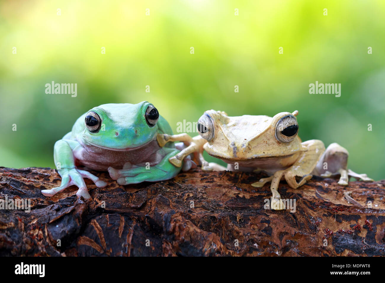 Dumpy green tree frog hi-res stock photography and images - Alamy