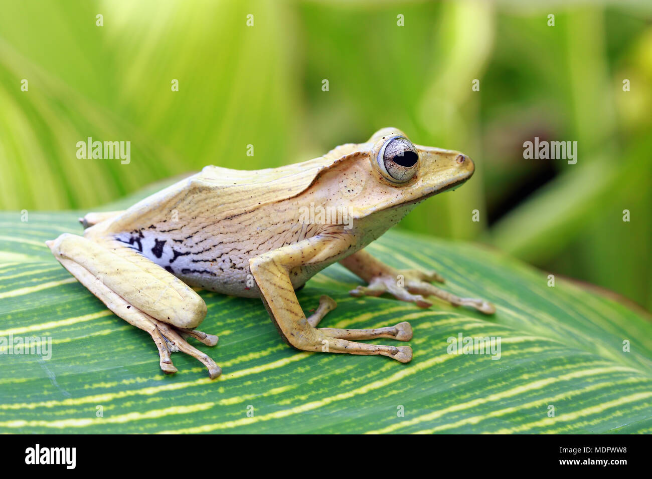 Eared tree frog (polypedates otilophus) on a leaf Stock Photo - Alamy
