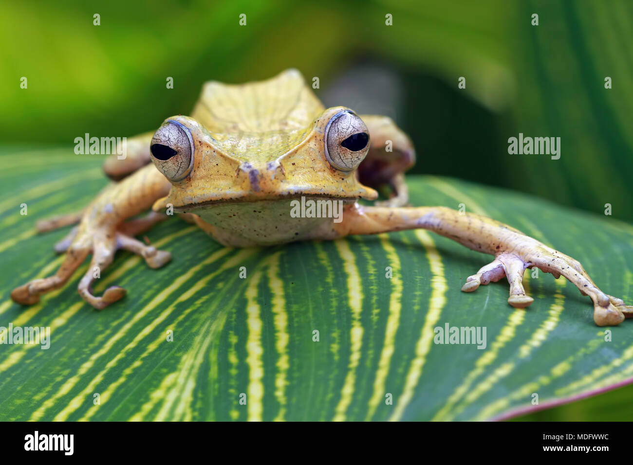 Eared tree frog (polypedates otilophus) on a leaf Stock Photo - Alamy