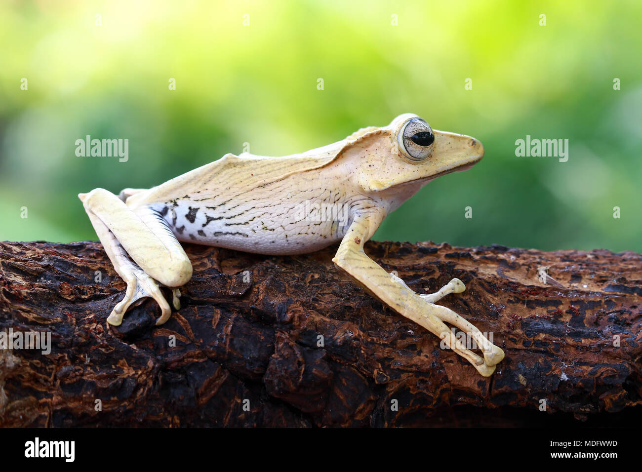 Eared tree frog (polypedates otilophus) on a tree Stock Photo - Alamy