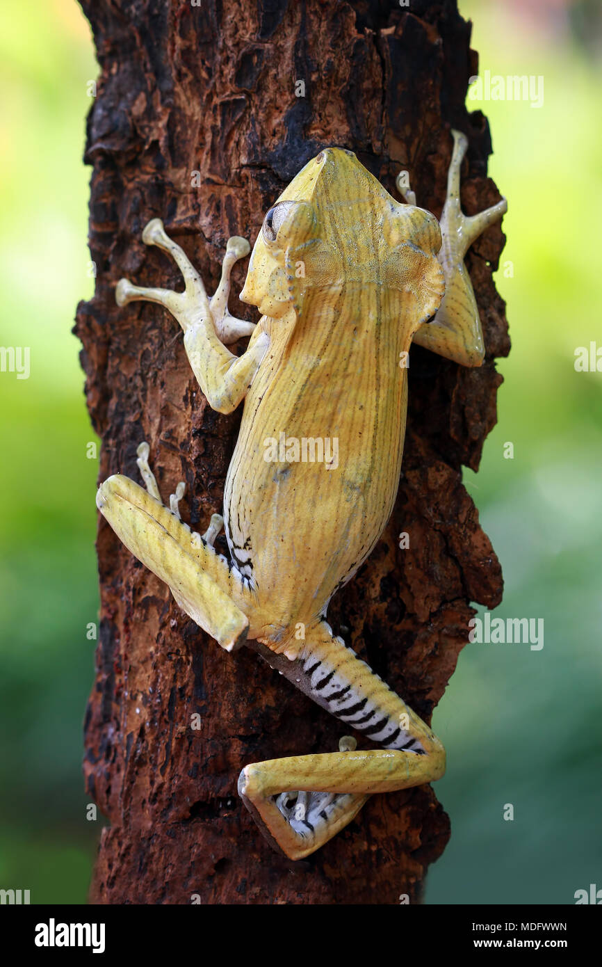 Eared tree frog hi-res stock photography and images - Alamy