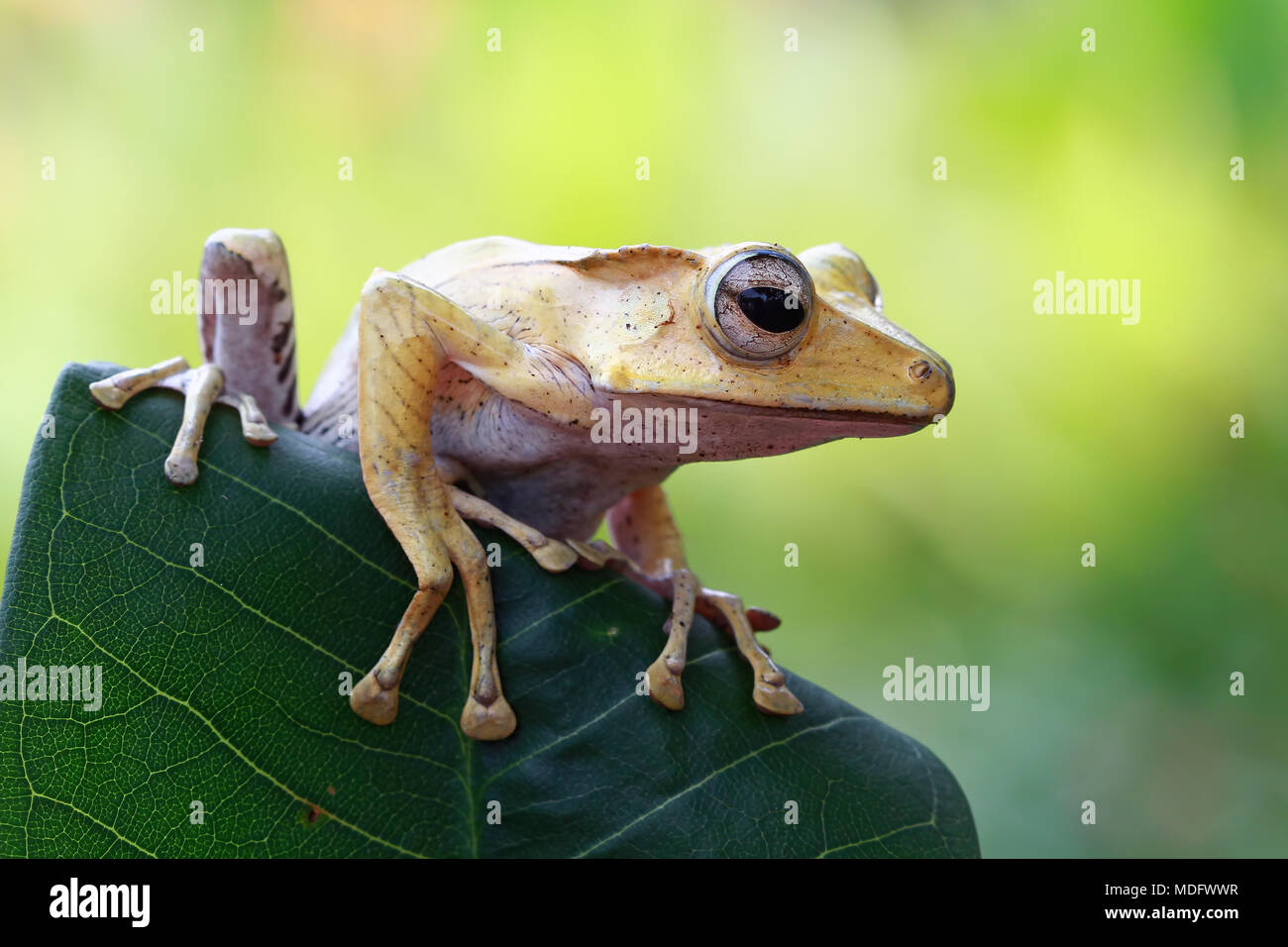 Eared tree frog (polypedates otilophus) on a leaf Stock Photo - Alamy