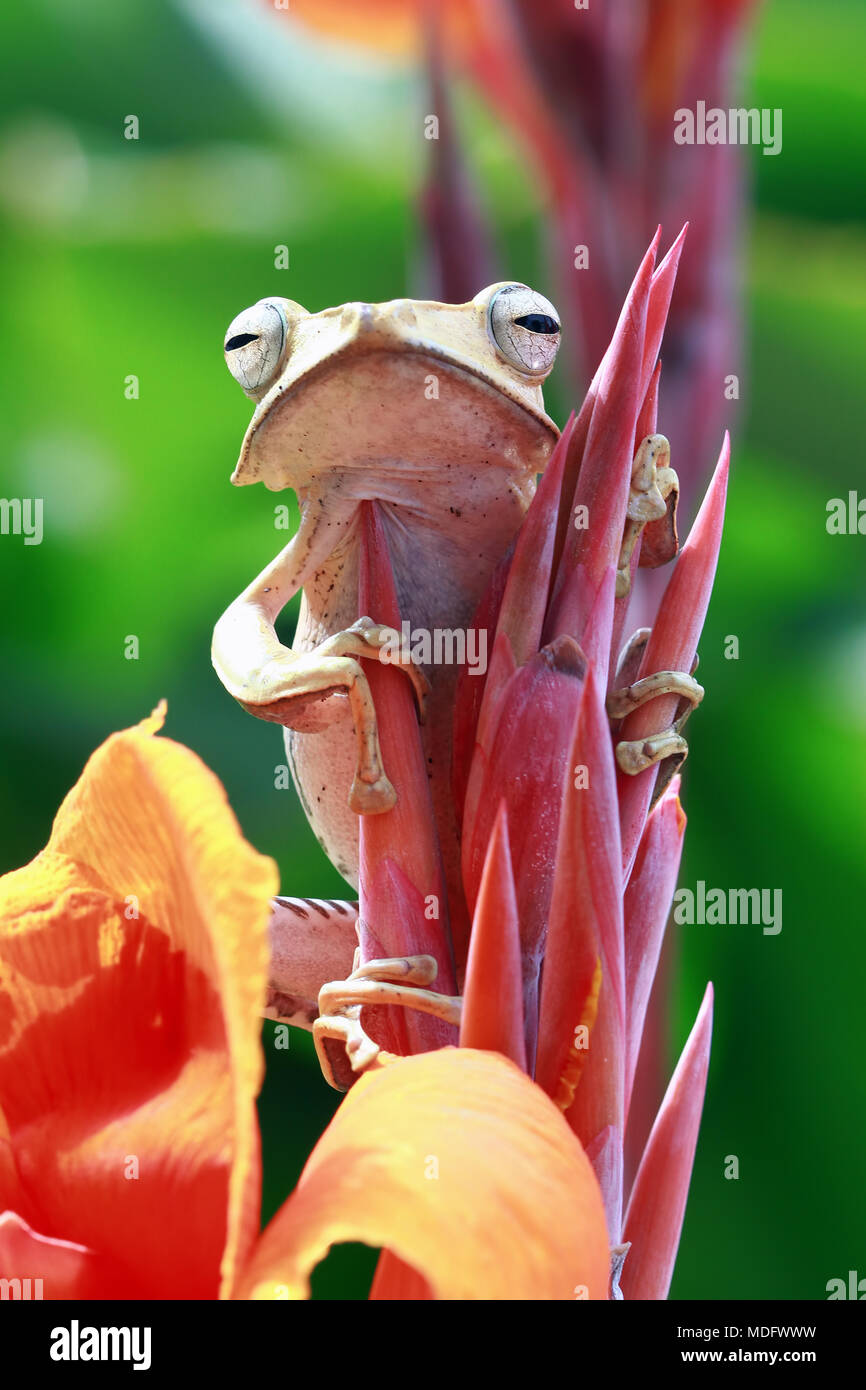 Eared tree frog sitting on a flower bud Stock Photo - Alamy