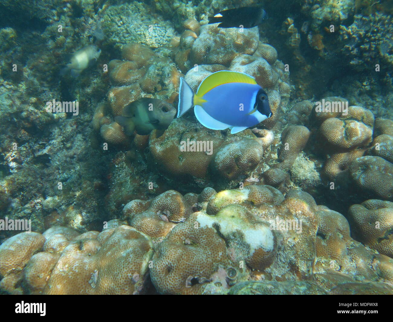 Tropical fish swimming by a coral reef, Haa Alif Atoll, Maldives Stock ...