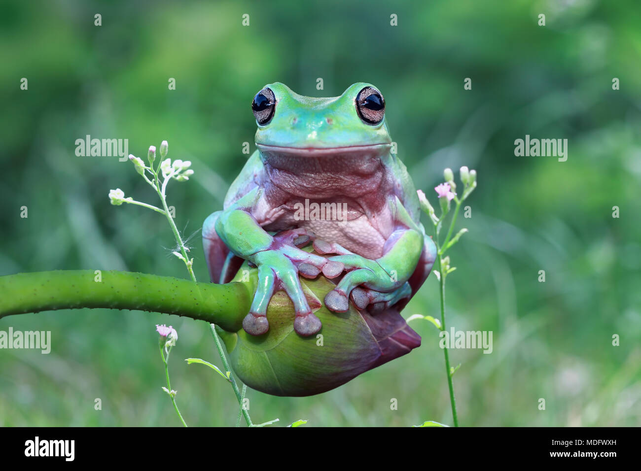 Tree frog sitting on a flower hi-res stock photography and images - Alamy