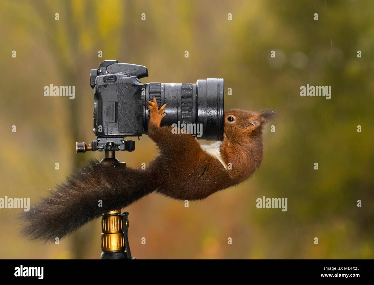 Squirrel looking into the lens of a camera Stock Photo - Alamy