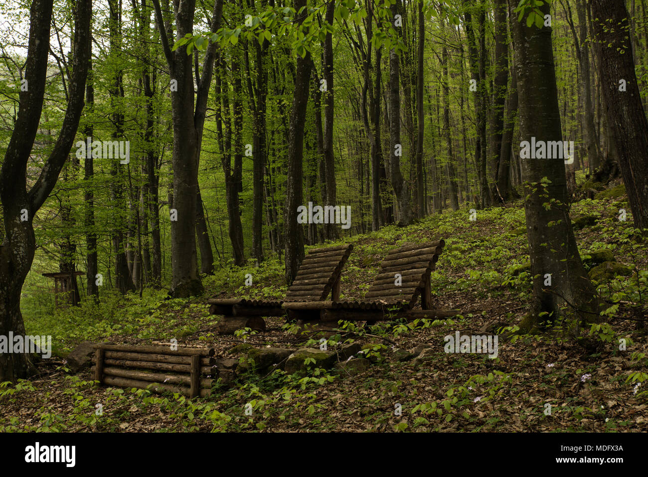 Forest seating hi-res stock photography and images - Alamy