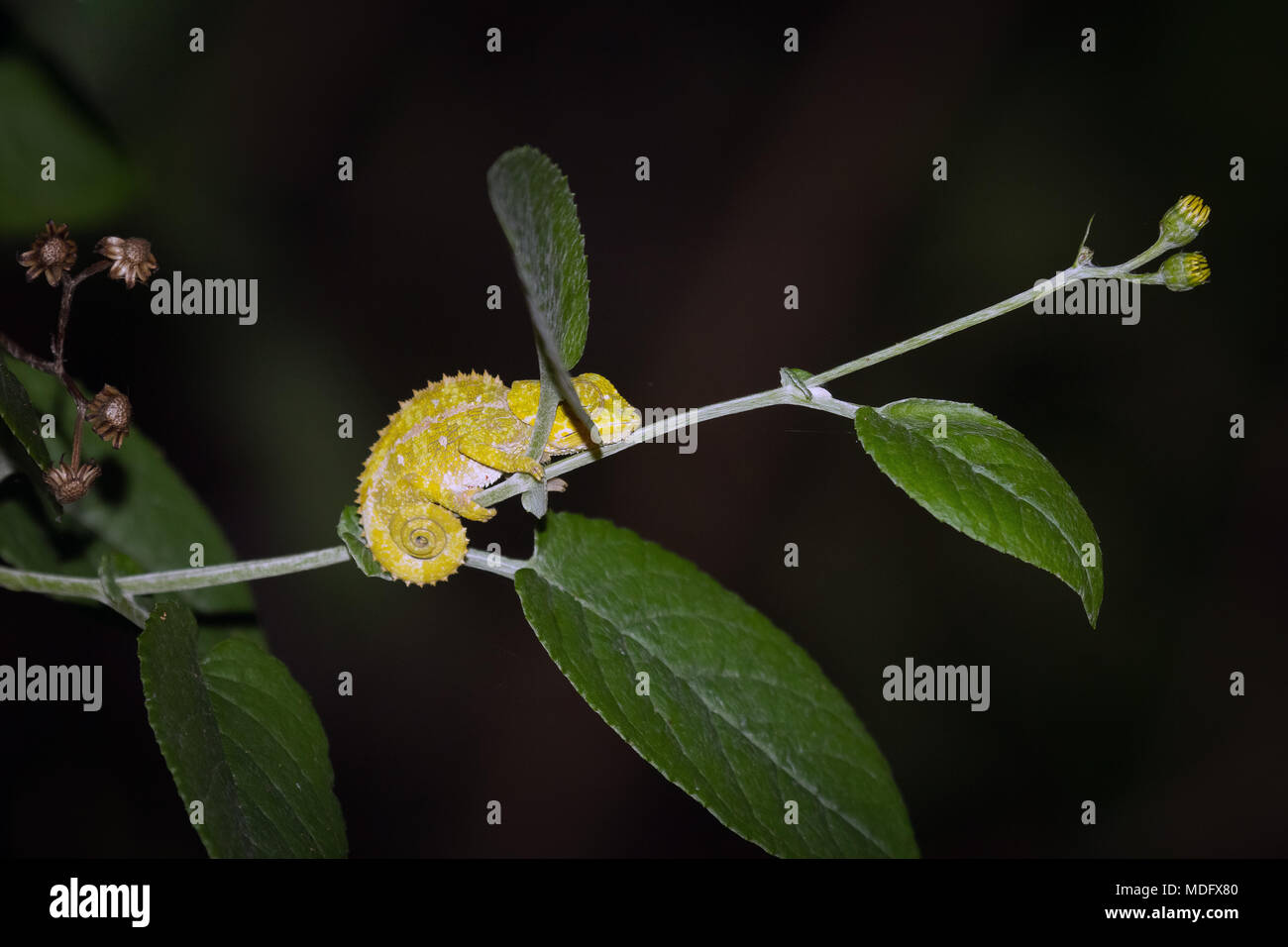 Nose-horned Chameleon (Calumma nasuta), Ranomafana N.P. Madagascar ...