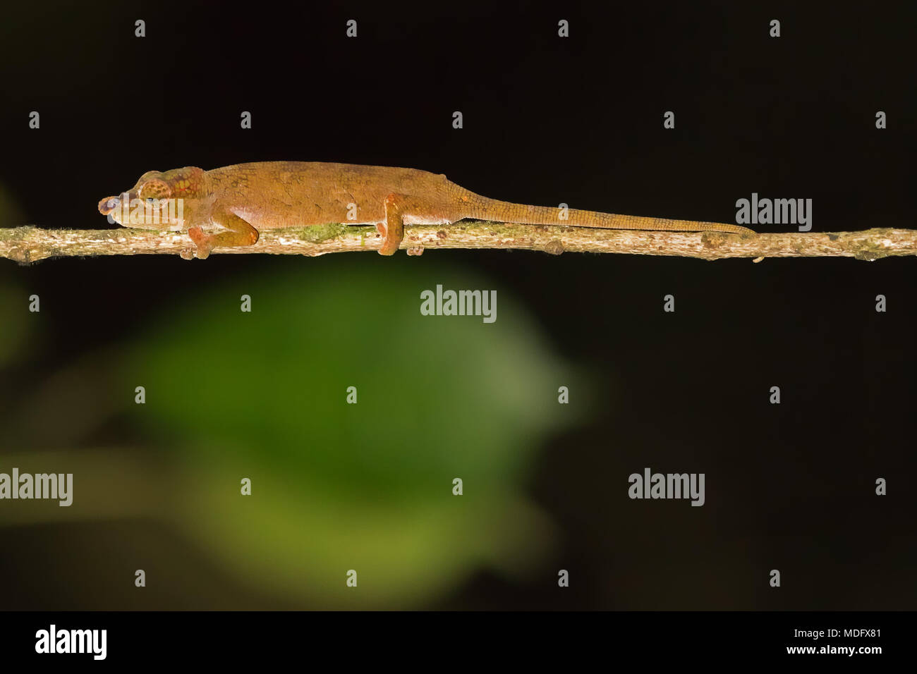 Nose-horned Chameleon (Calumma nasuta), Ranomafana N.P. Madagascar ...