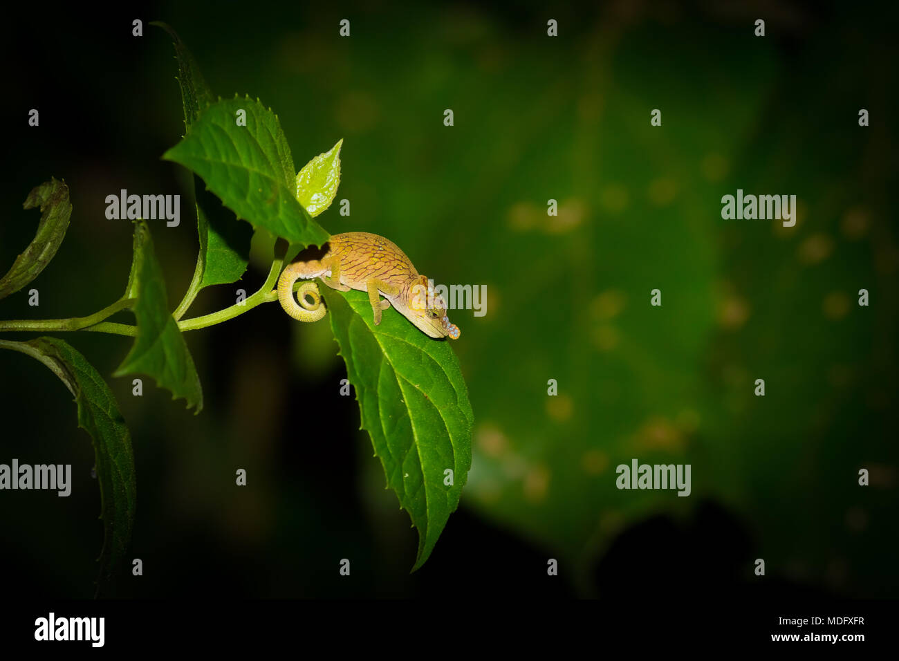 Nose horned chameleon calumma nasuta hi-res stock photography and ...