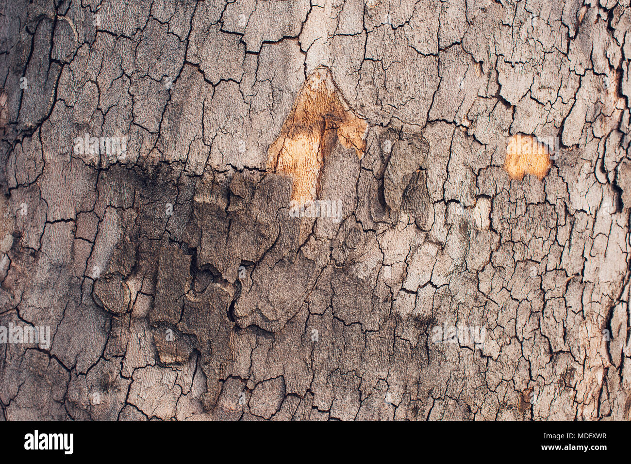 Maple tree bark hi-res stock photography and images - Alamy