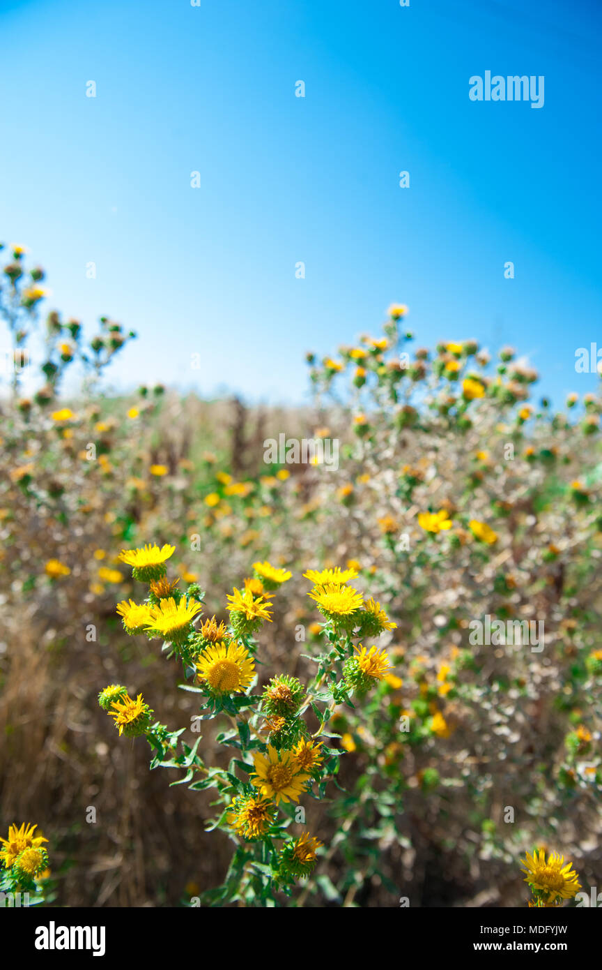 Landscape of the country side in America. America is a continent where ...